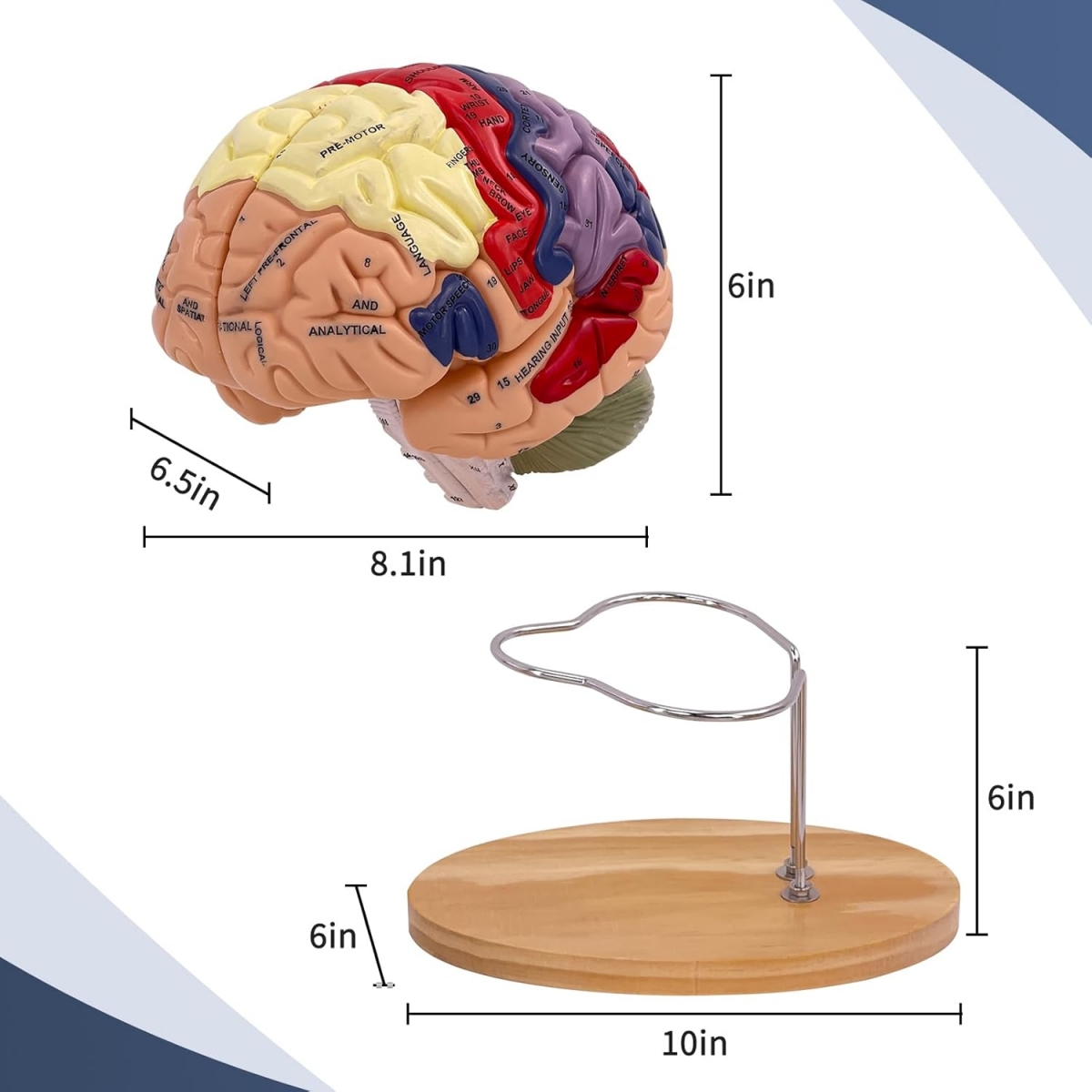 2 Times Enlarged Human Brain Model — MYASKRO (4 detachable parts)